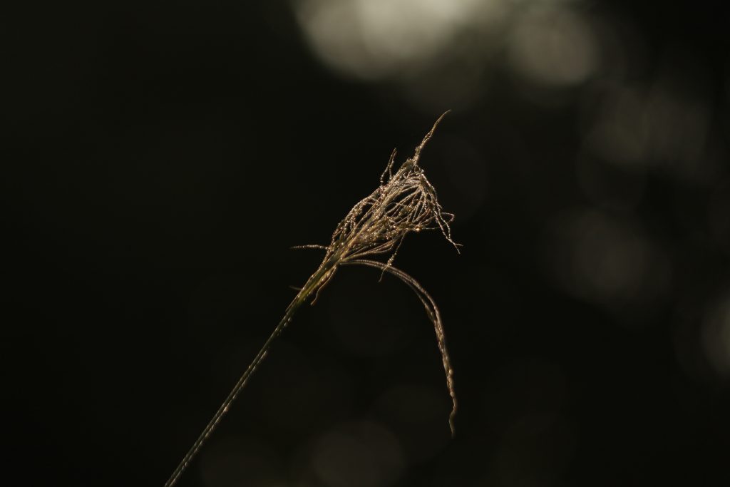 A broken flower stem - PixaHive