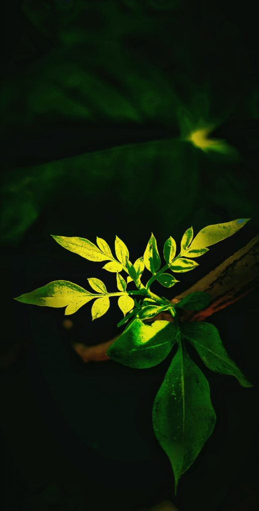 Sun light falling on green leaves - PixaHive