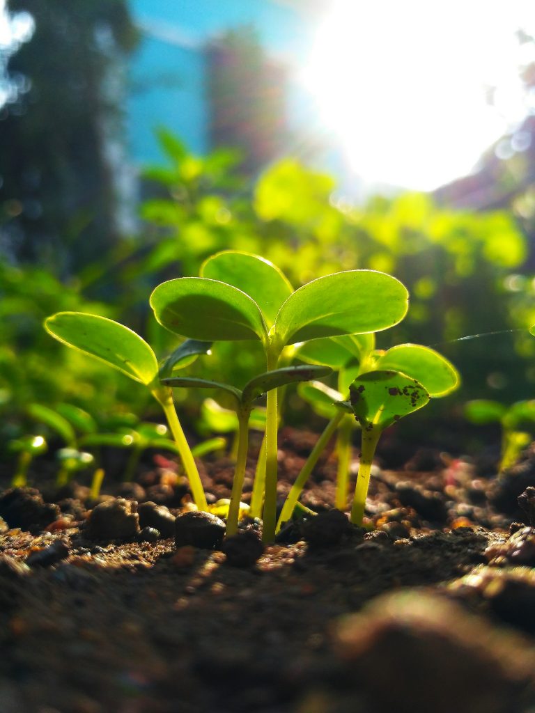 A plant sapling - PixaHive