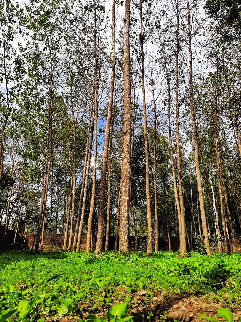 Long Tree - PixaHive