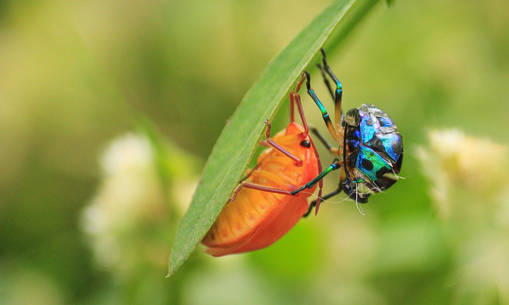 Molting jewel bug - PixaHive