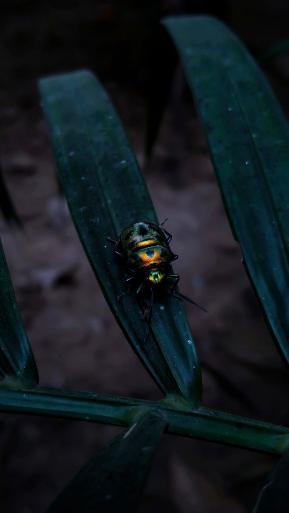 Glowing Beetle - PixaHive