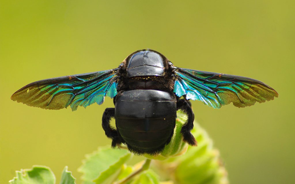A carpenter bee - PixaHive