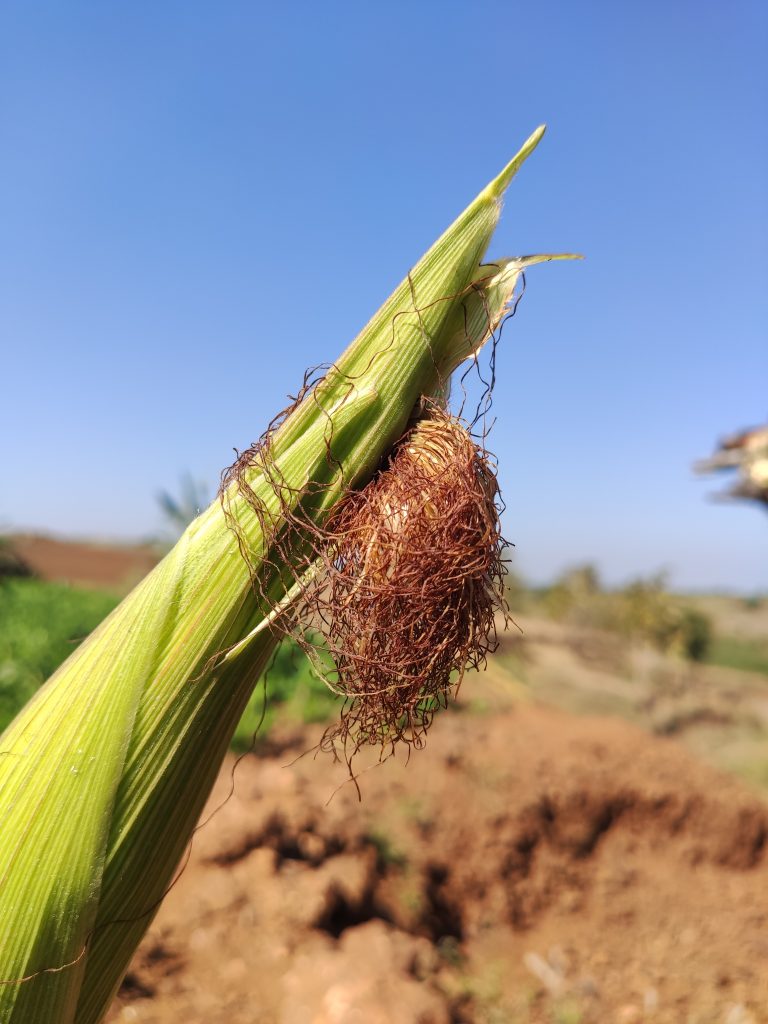 Maize silks - PixaHive