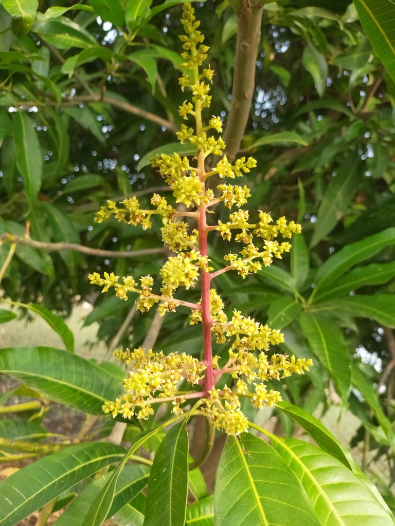 Mango buds sprouting - PixaHive