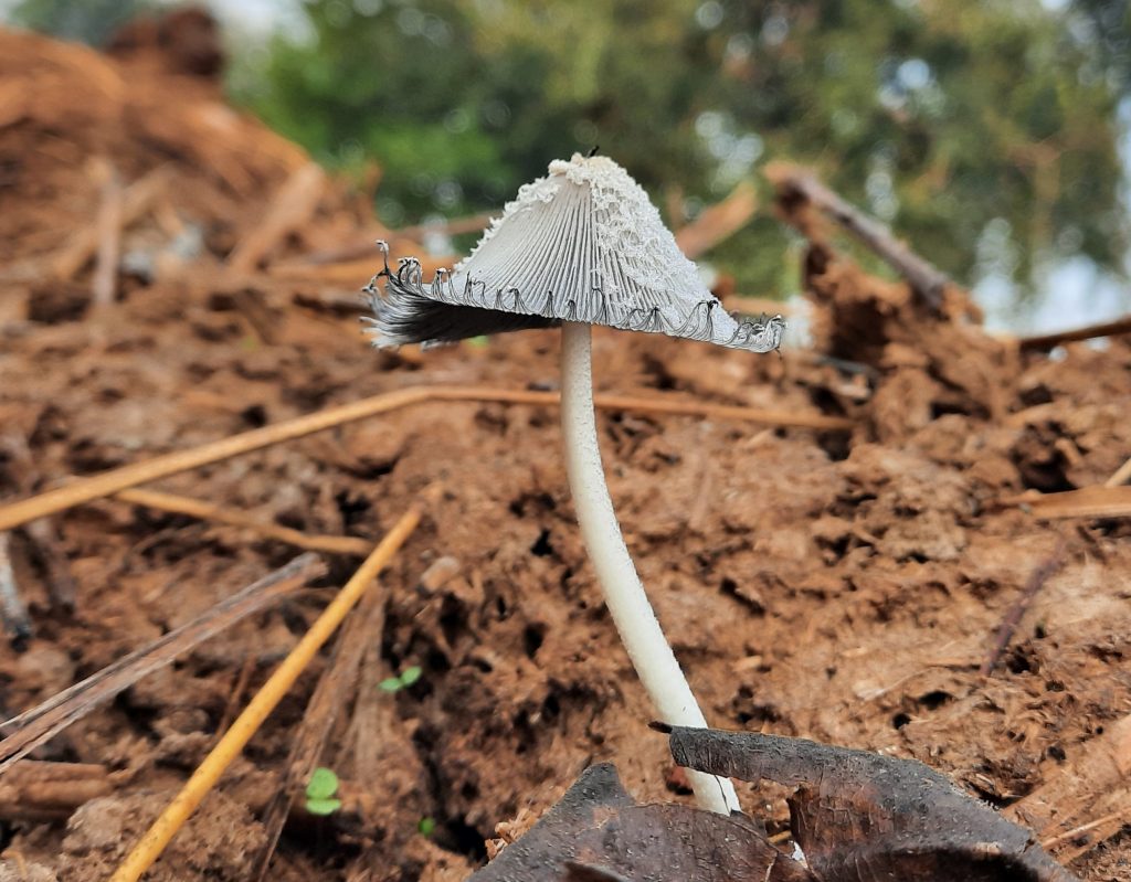 Masrum - Free Image by Tejas on PixaHive.com