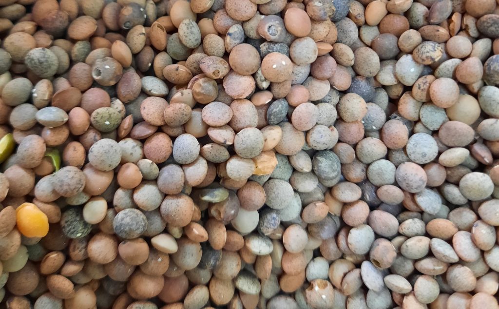 Lentil seeds - PixaHive