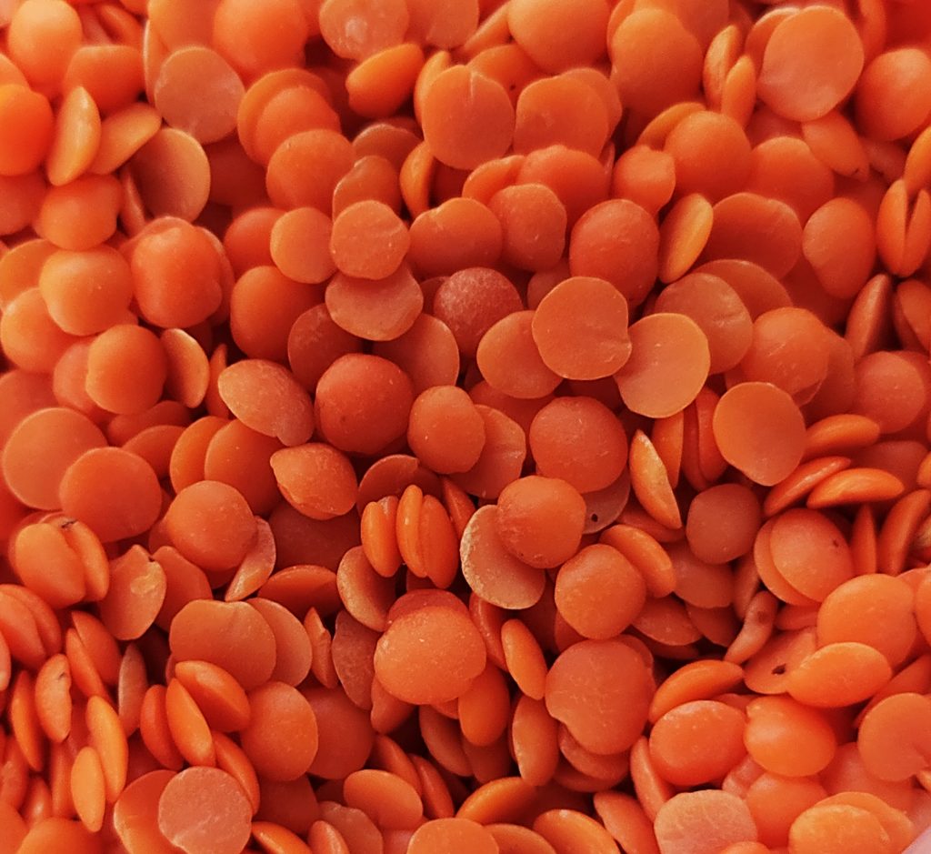 Lentil pulse grains - PixaHive