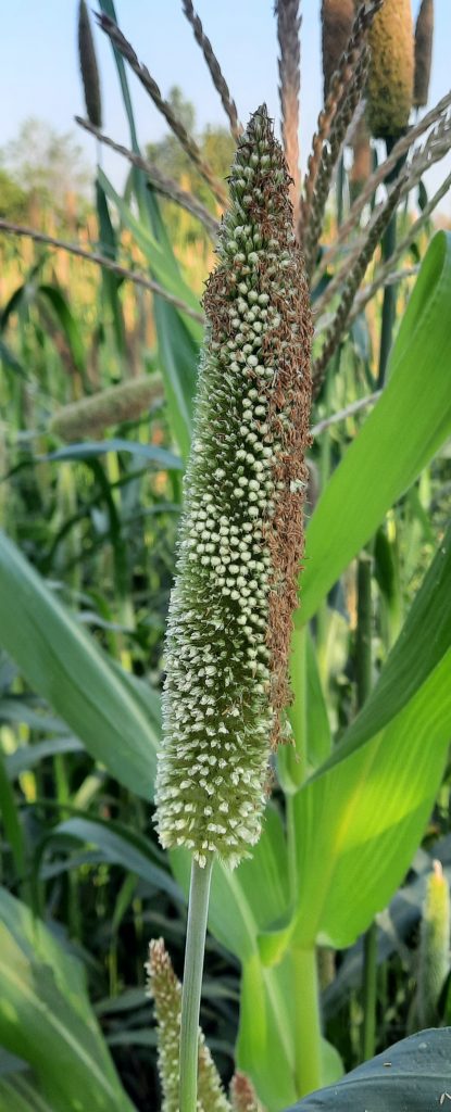 Millet plants - PixaHive
