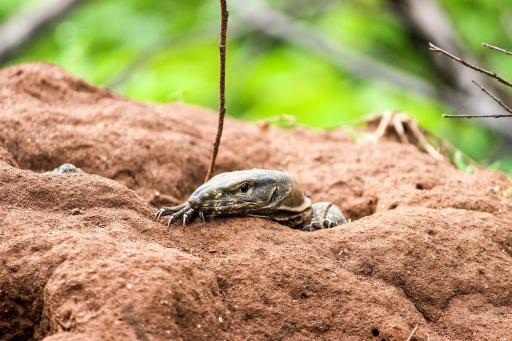 Head of a monitor lizard - PixaHive