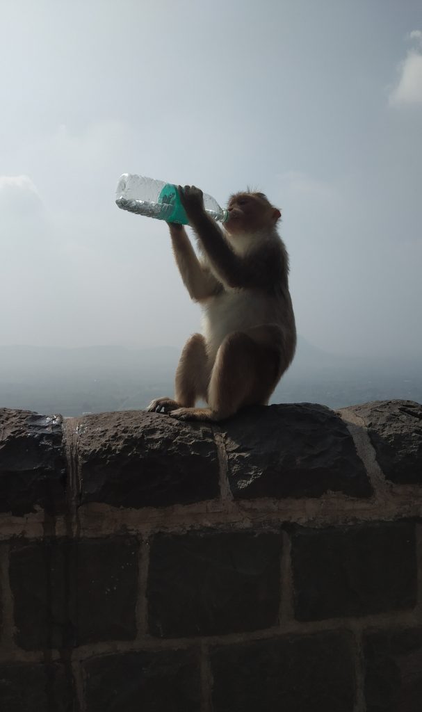 A monkey drinking water - PixaHive