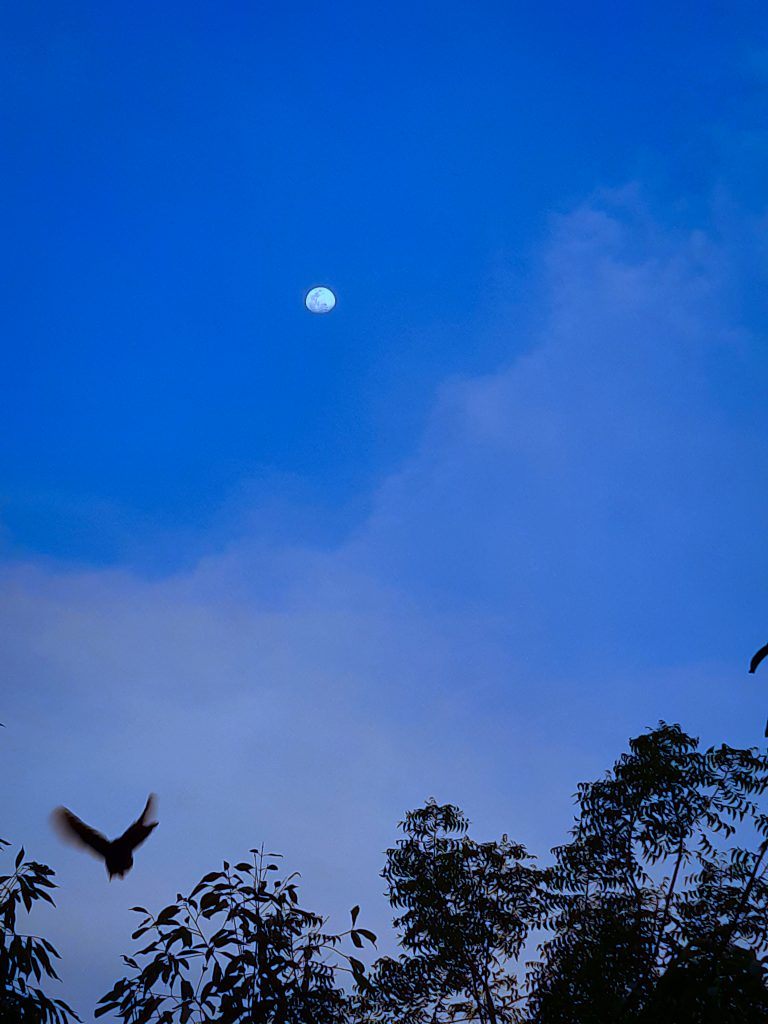 Moon and bird - PixaHive
