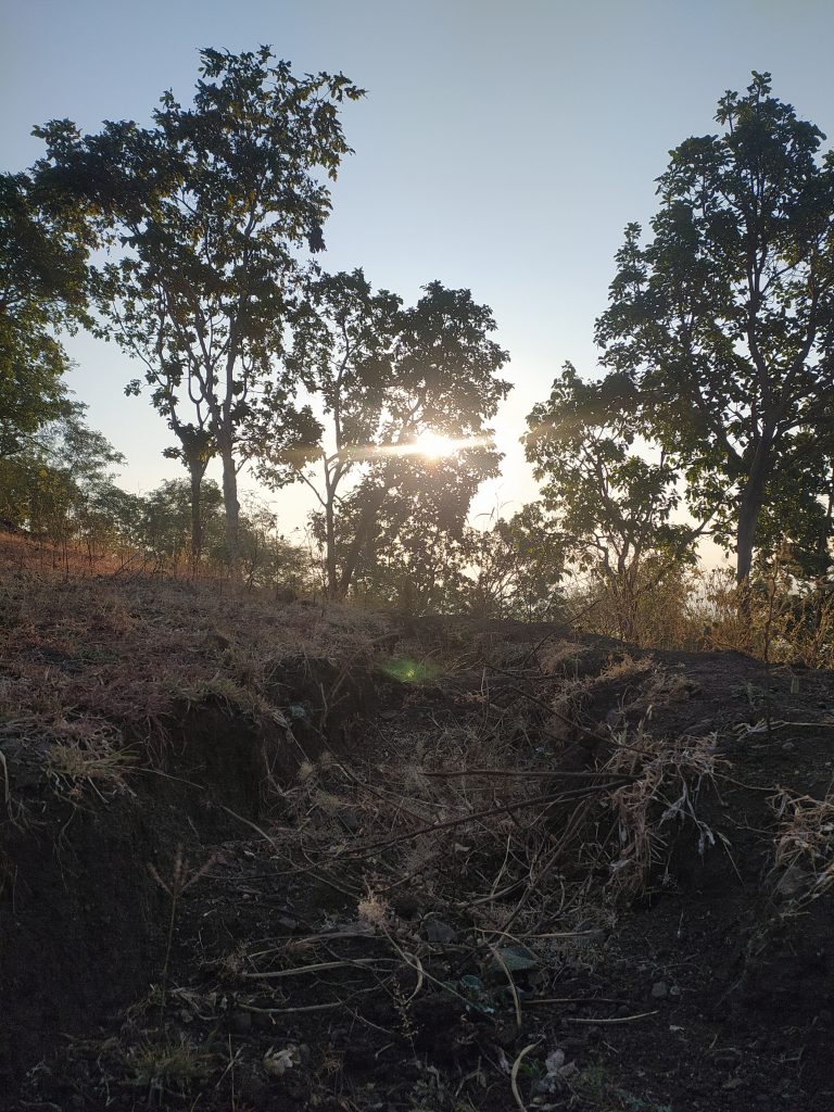 Sun peeking through trees in farm - PixaHive