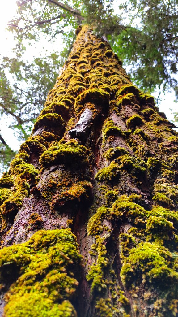 Moss on a tree bark - PixaHive