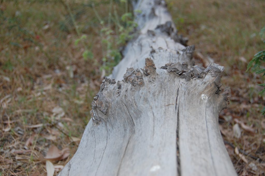 A fallen tree trunk - PixaHive