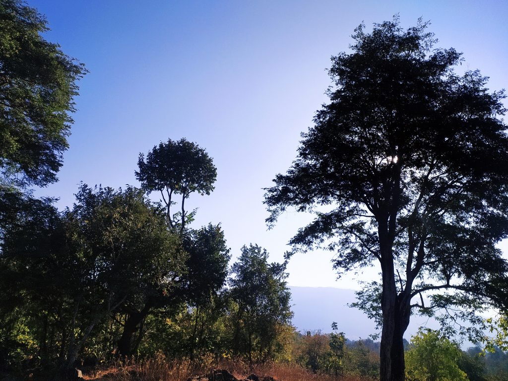 Trees in a jungle - PixaHive