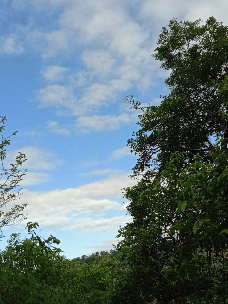 Sky and trees - PixaHive