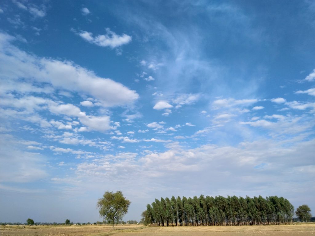 trees and the sky - PixaHive
