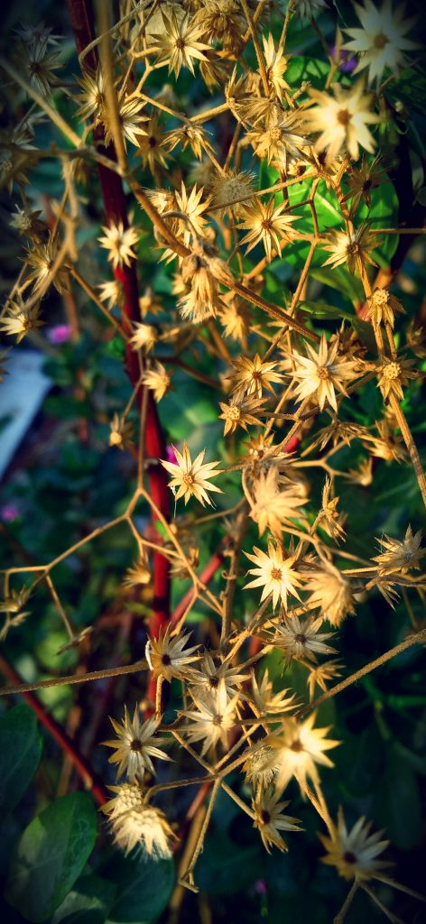 A flowering plant - PixaHive