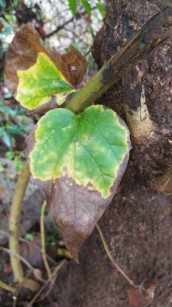 Old leaves of a tree - PixaHive