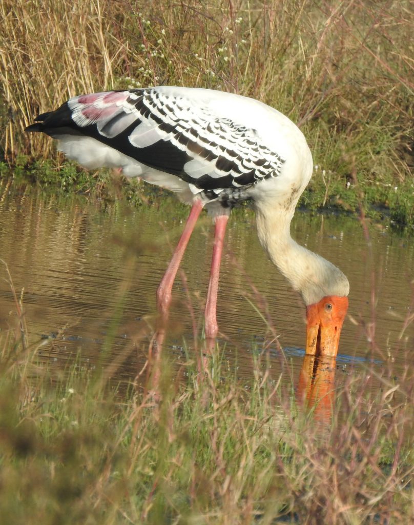 Painted stork - PixaHive