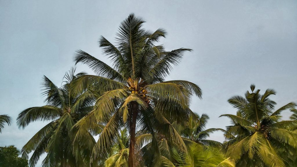 Palm Trees - PixaHive