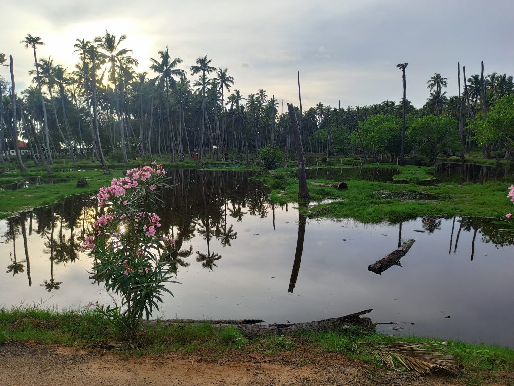 Palm trees reflection in a pond - PixaHive
