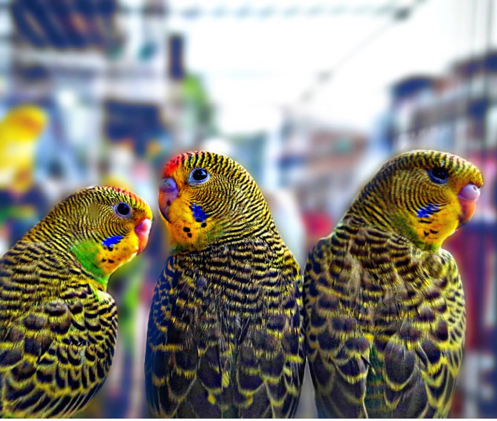 close-up of parrots - PixaHive