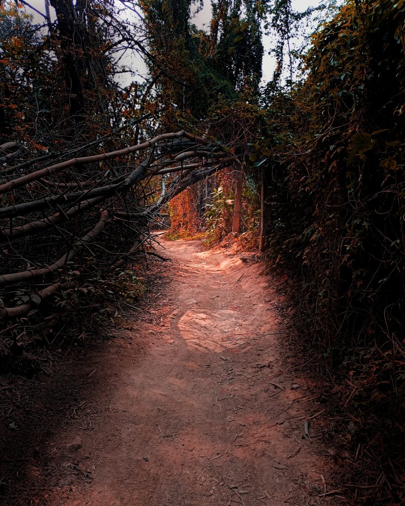Path amidst Trees - PixaHive