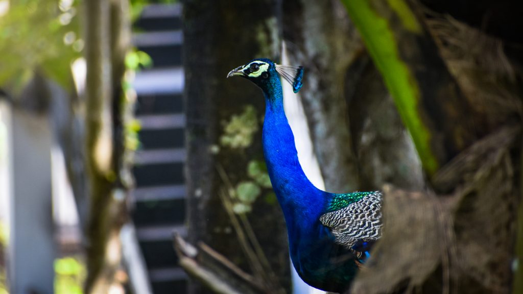 Peacock and nature - PixaHive