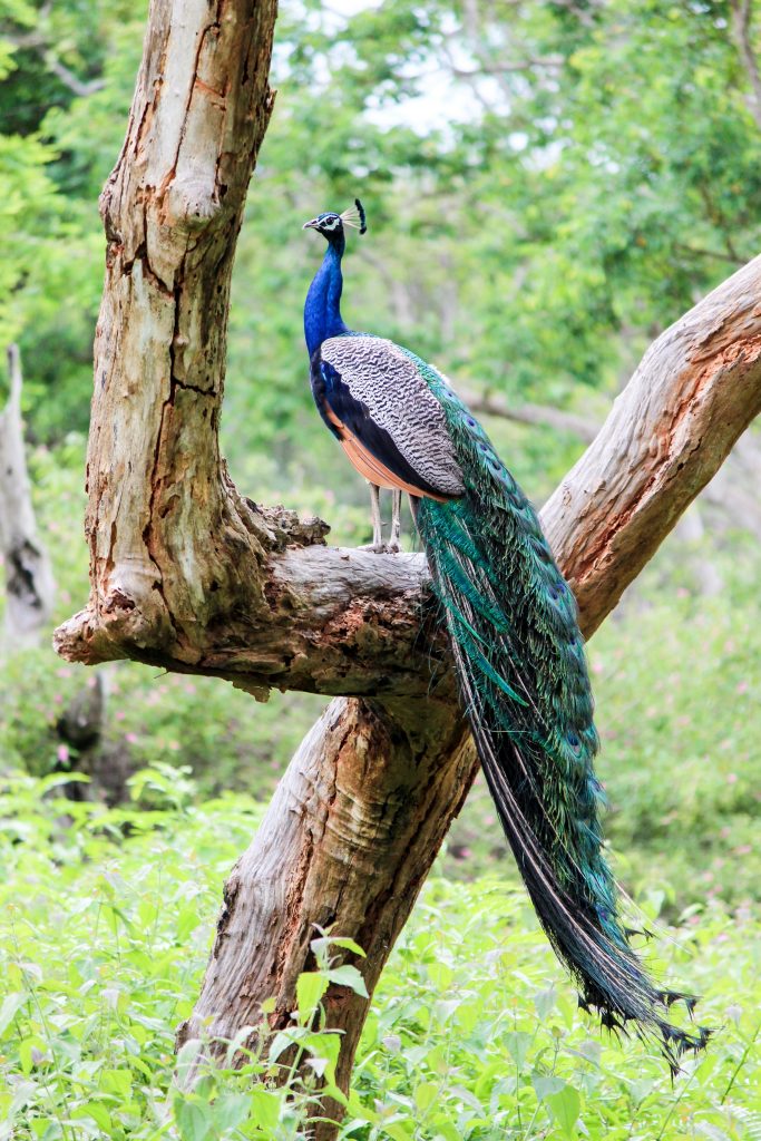 Perching Peacock - PixaHive
