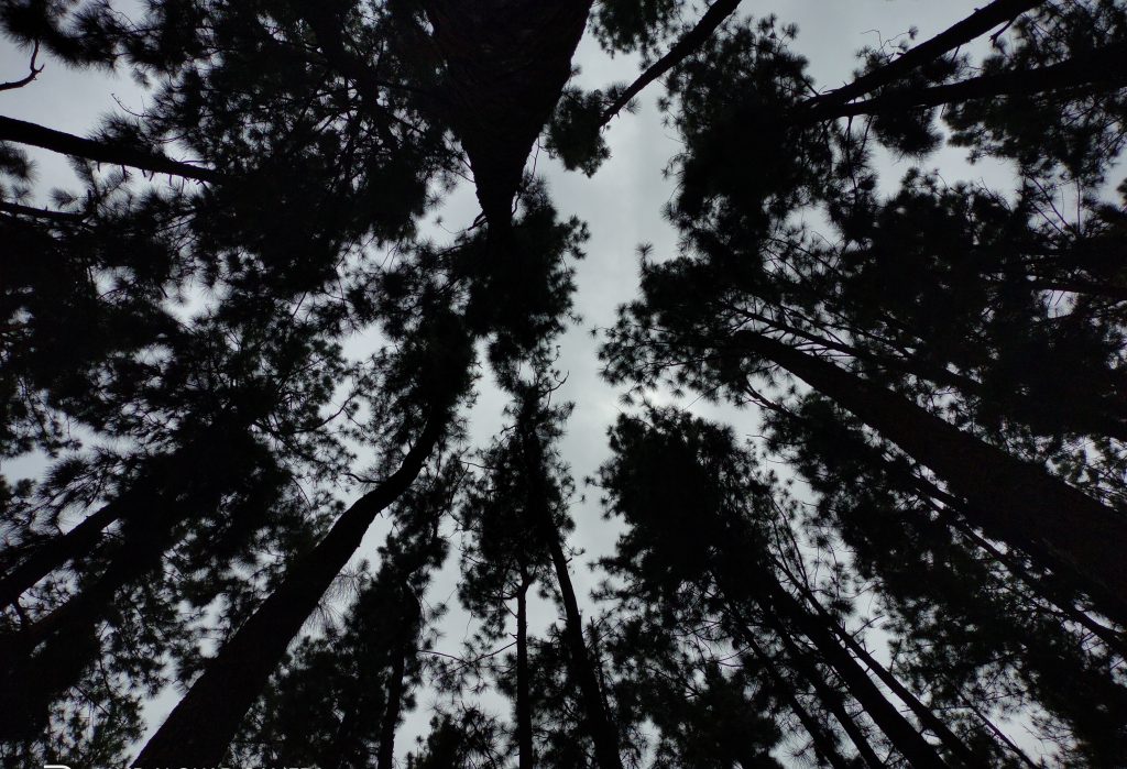 Tall trees - PixaHive