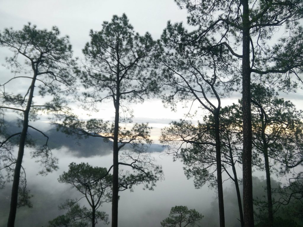 Pine trees in a jungle - PixaHive