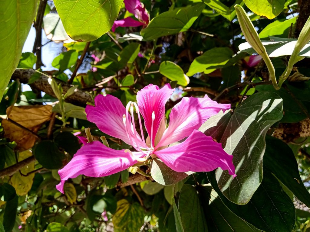 Pink Flower with Shadow Effect - PixaHive