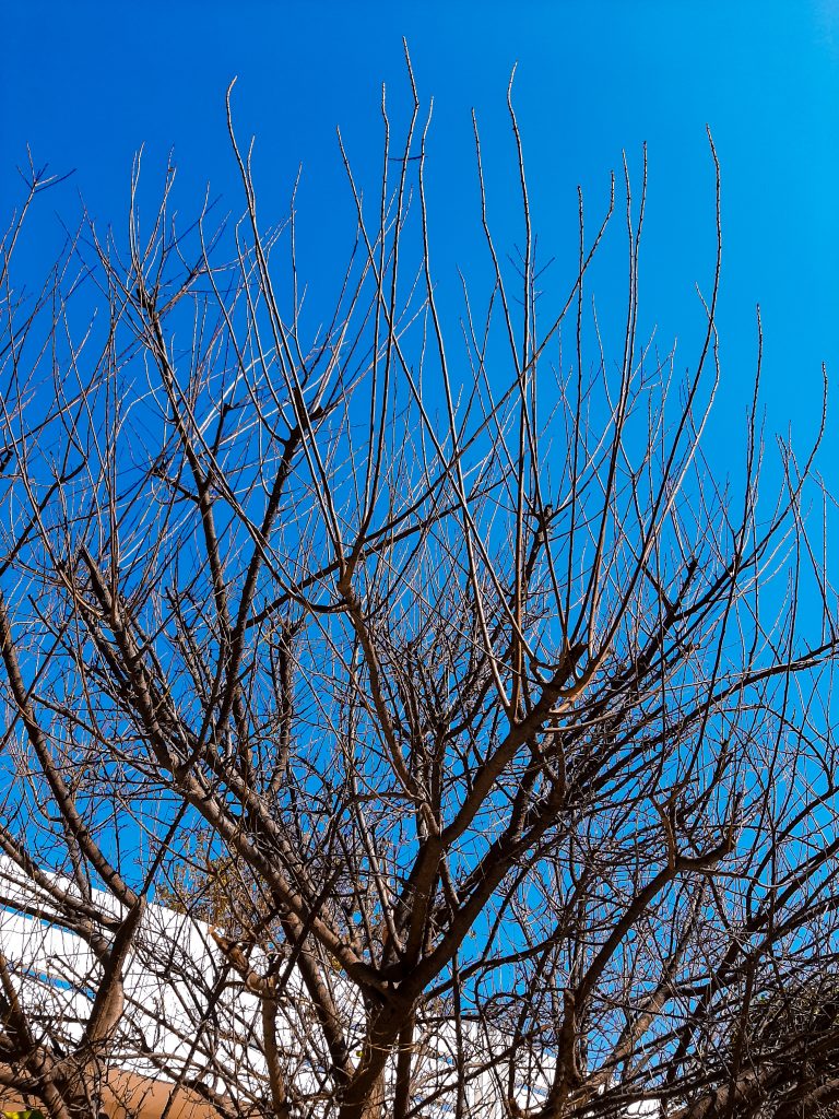 Leafless tree branches - PixaHive