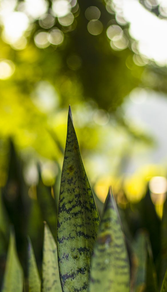 Pointed leaves - PixaHive