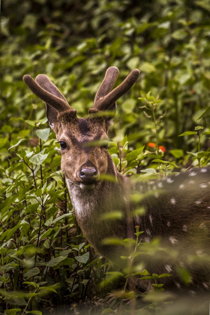 Portrait of a Chital Deer - PixaHive