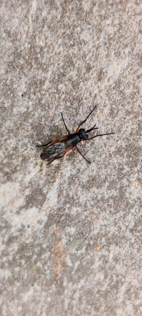 Ptiolina insect on a surface - PixaHive