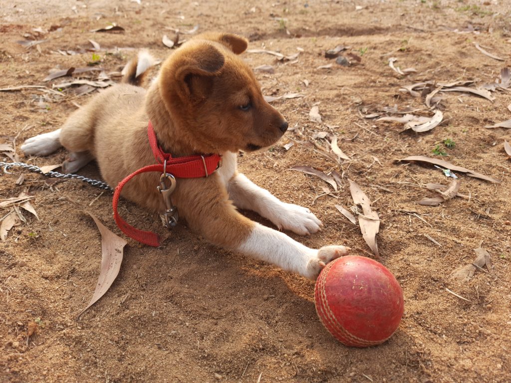 Puppy with ball - PixaHive