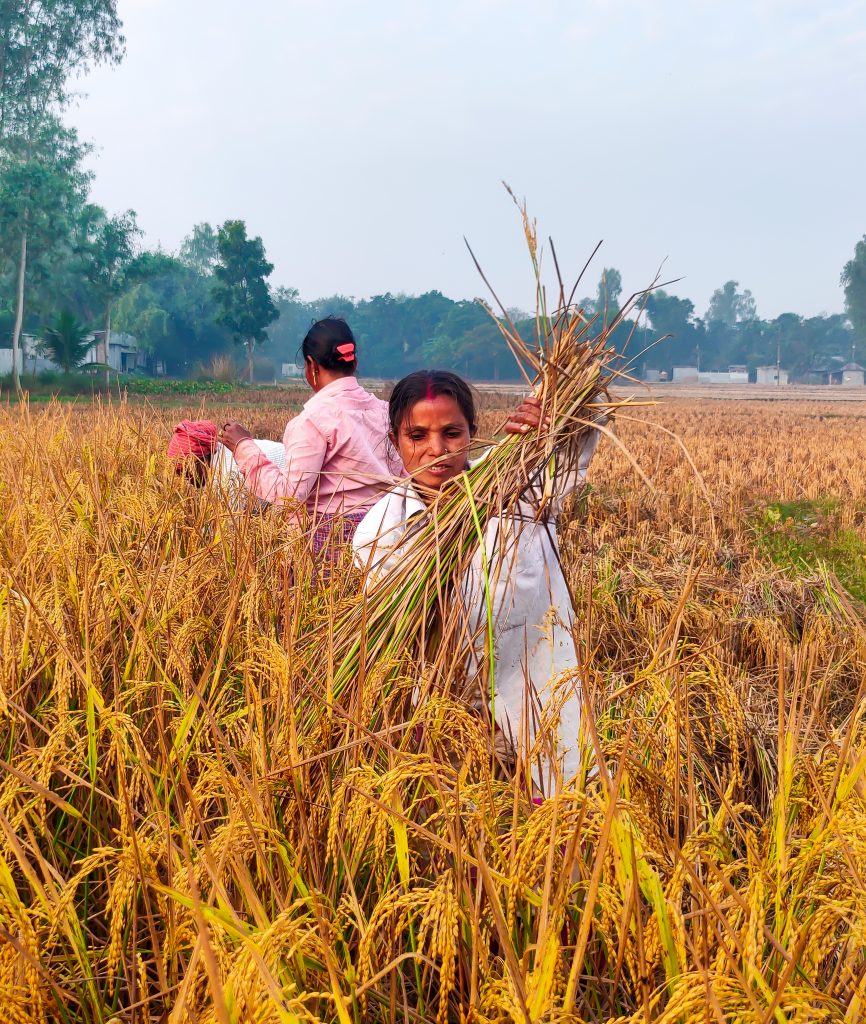 Reaping of crops - PixaHive