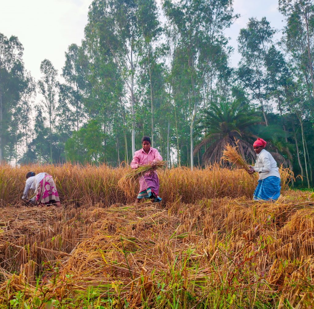 Reaping of crops by three women farmers - PixaHive