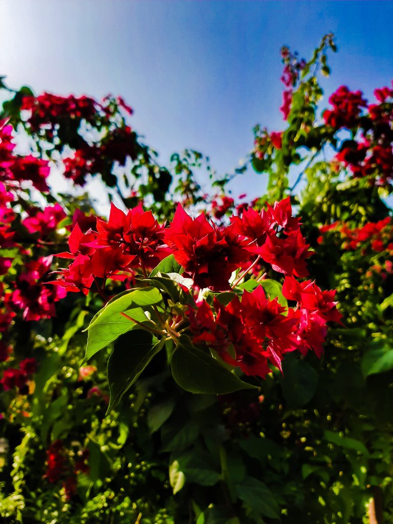 Red Flowers - PixaHive