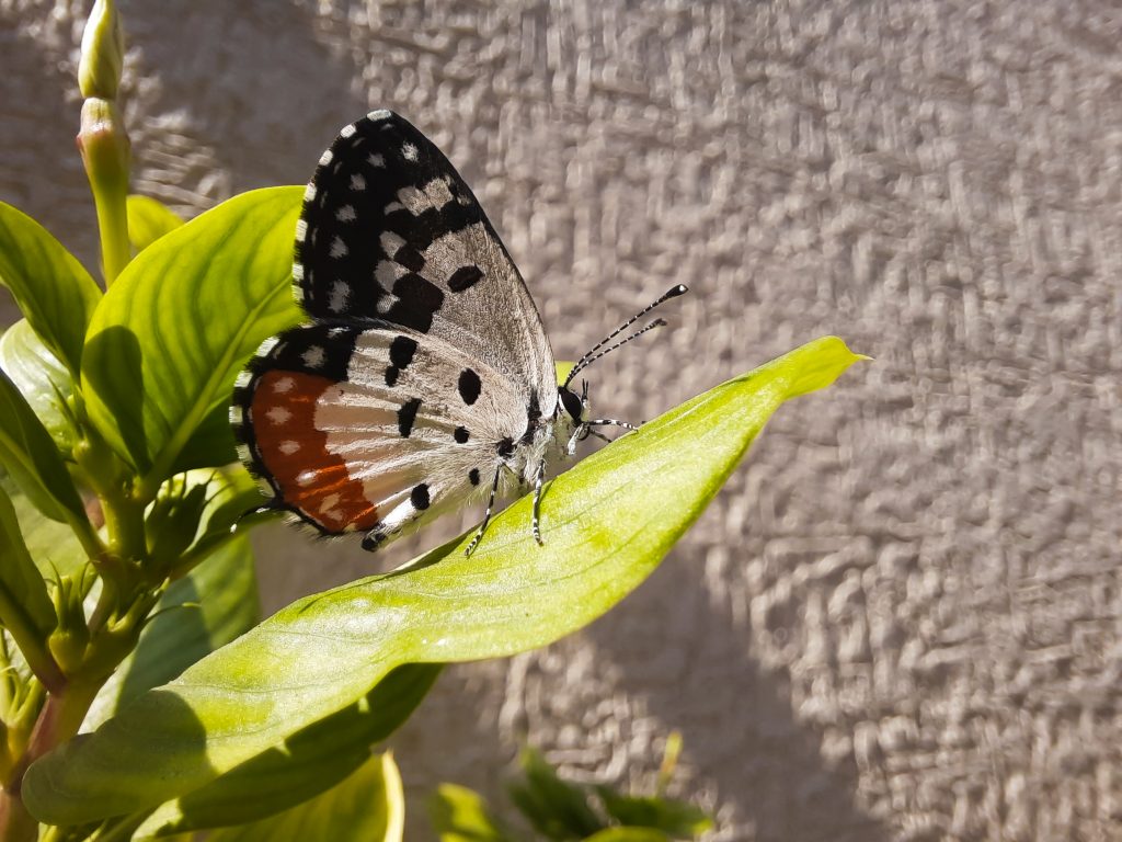 Red Pierrot Butterfly - PixaHive
