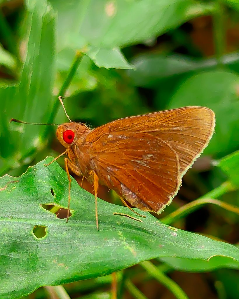 Red eyes little butterfly - PixaHive