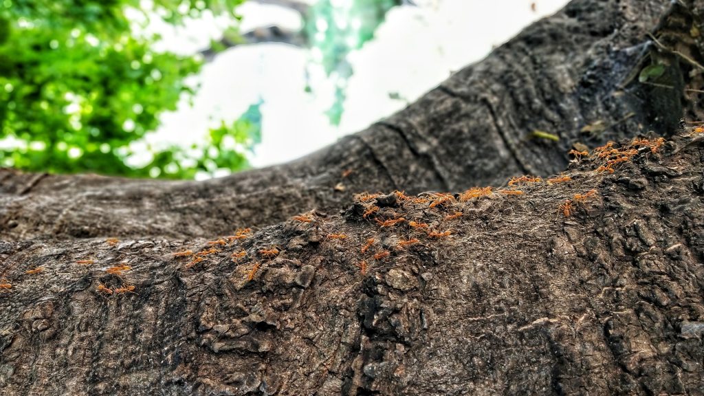 Red fire ants - PixaHive