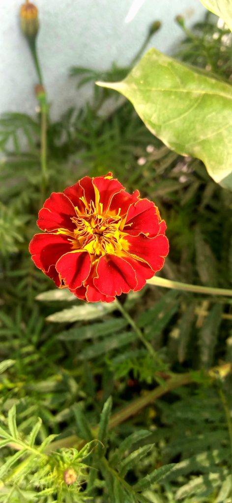 Red Blooming Flower - PixaHive