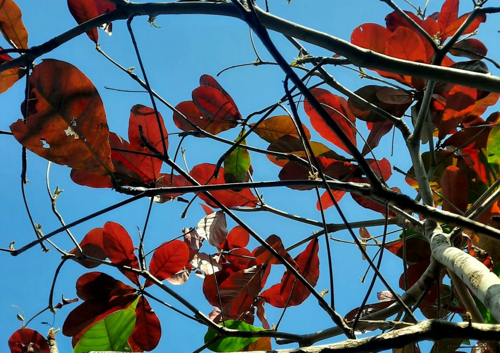 Red leaves - PixaHive