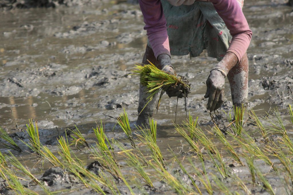 Rice Seedling Transplanting - PixaHive