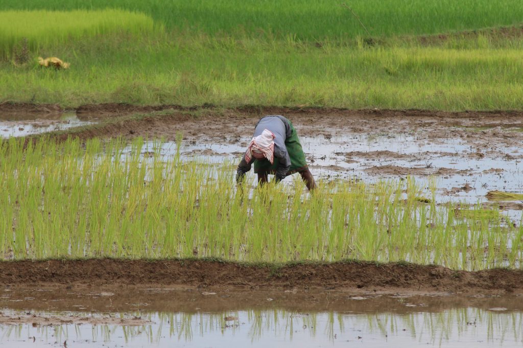 Rice Sowing - PixaHive
