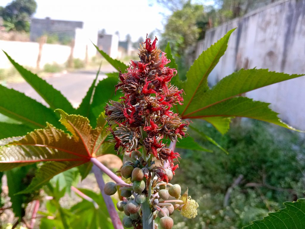 Ricinus - PixaHive